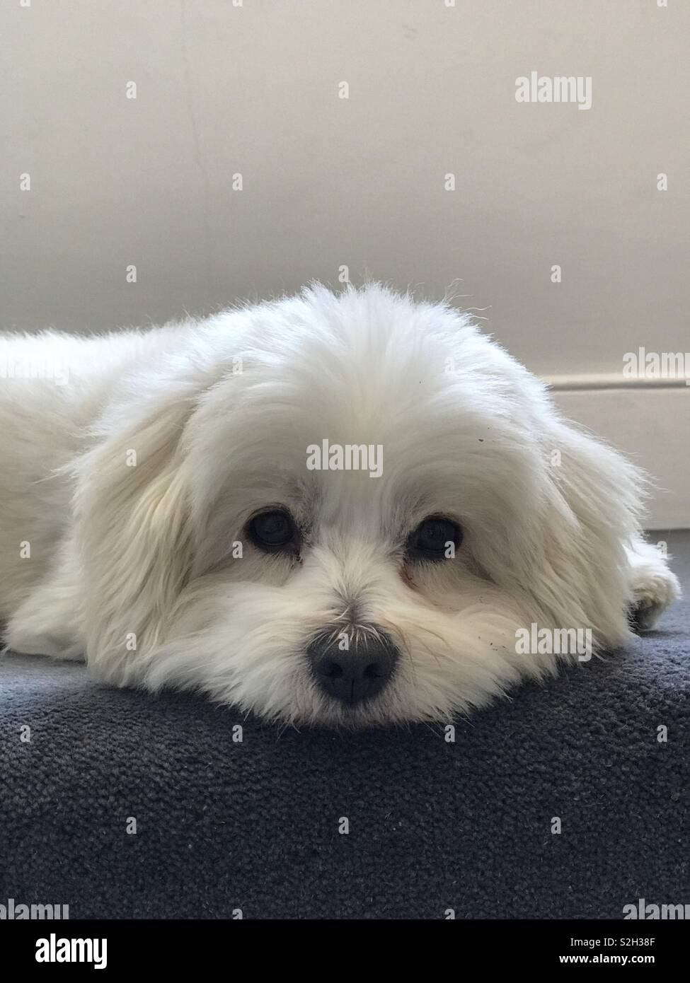 Chilled Dog High Resolution Stock Photography and Images - Alamy