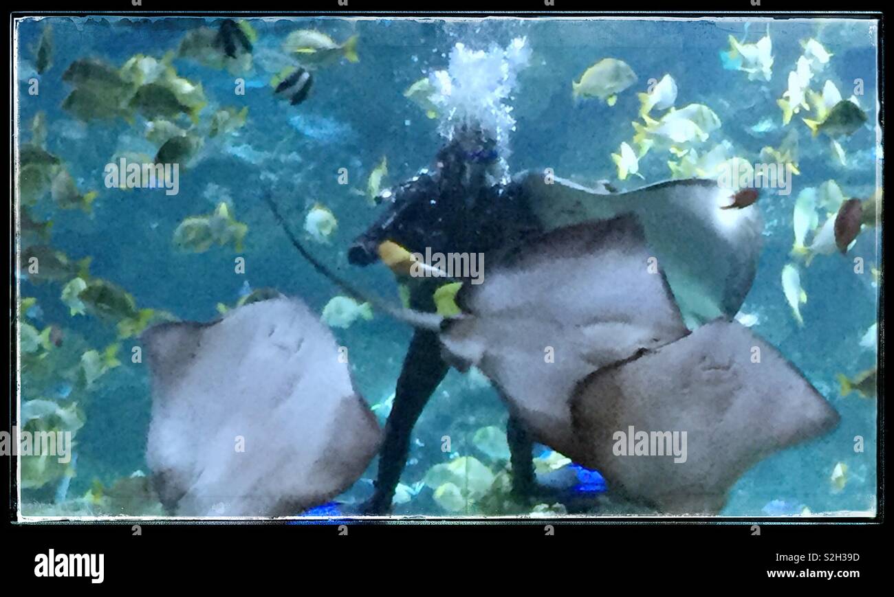 Blue planet aquarium uk hi-res stock photography and images - Alamy