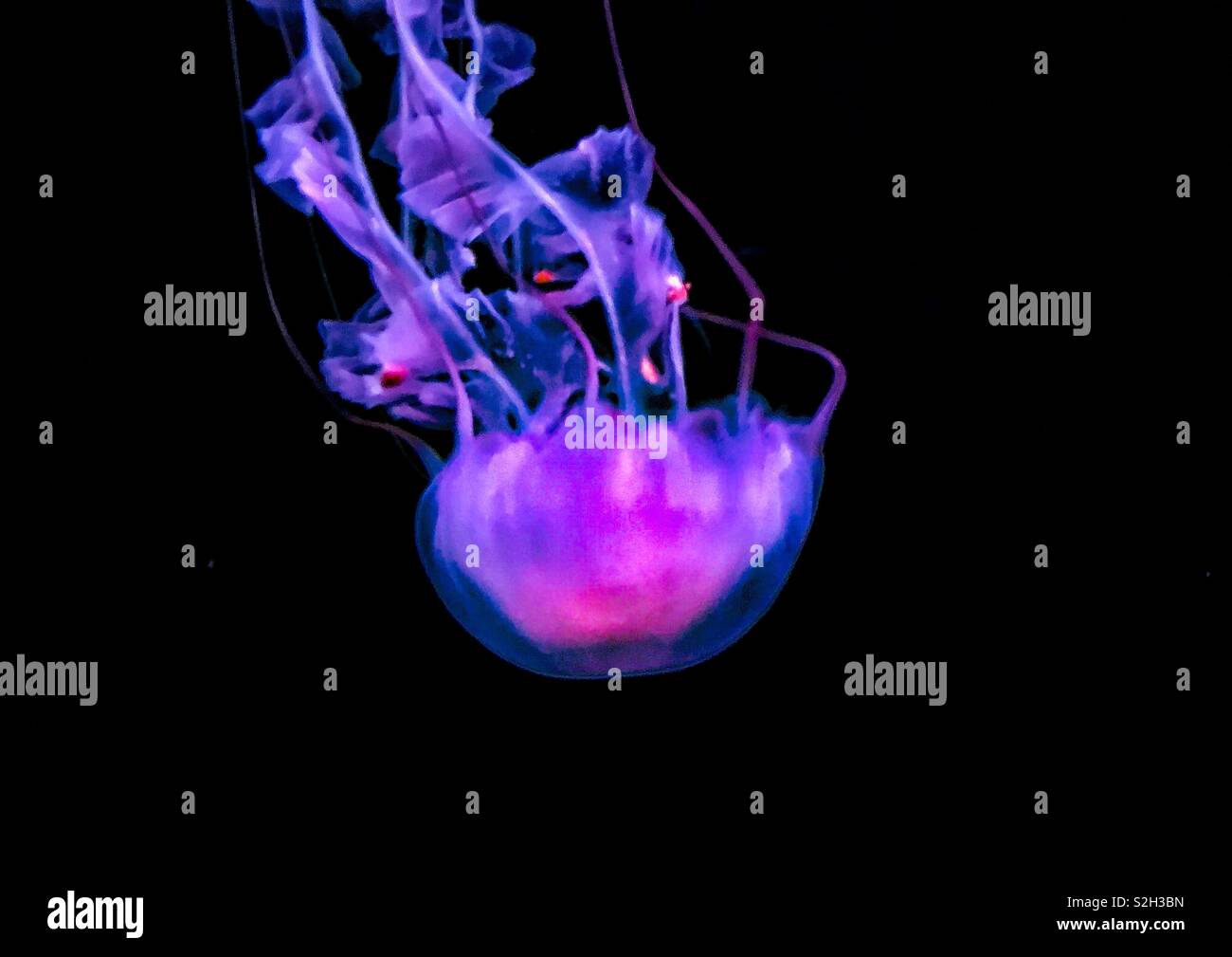 Purple jellyfish hi-res stock photography and images - Alamy