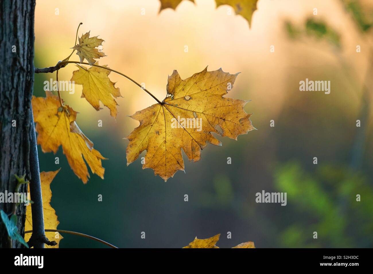 Beauty leaf tree hi-res stock photography and images - Alamy