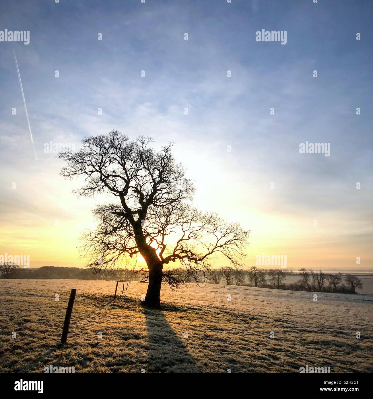 Tree at sunrise Stock Photo - Alamy