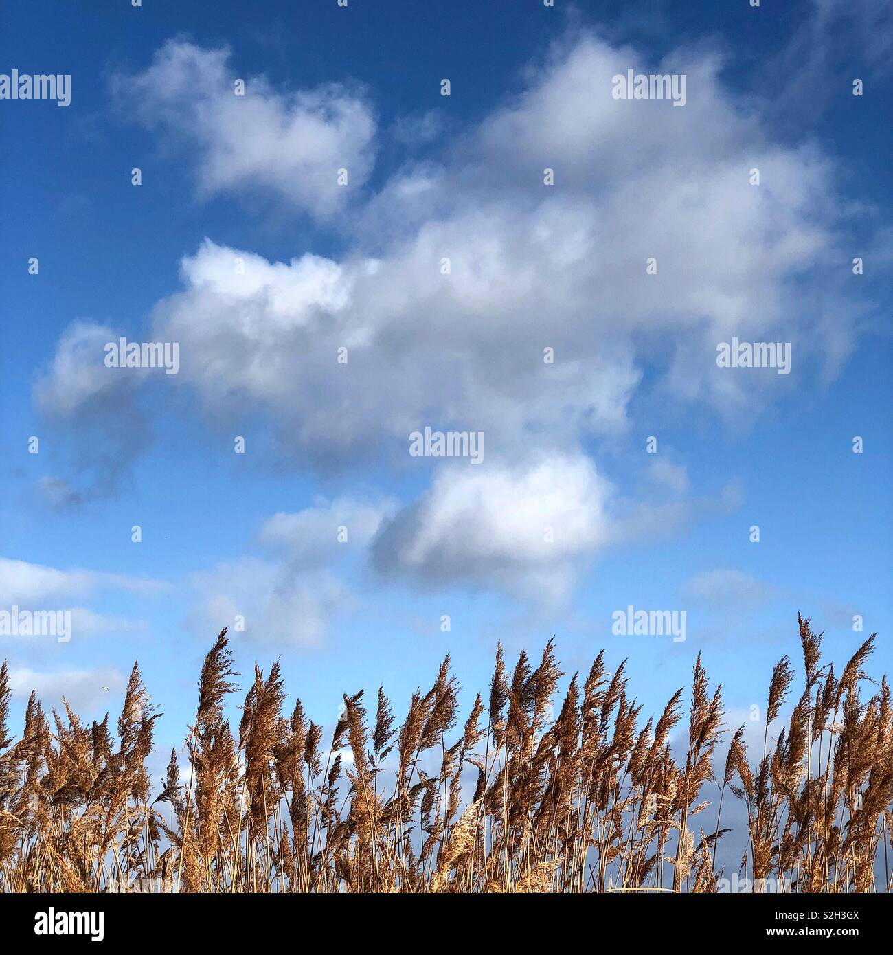 River landscape reeds on smartphone stock photos and images - Alamy