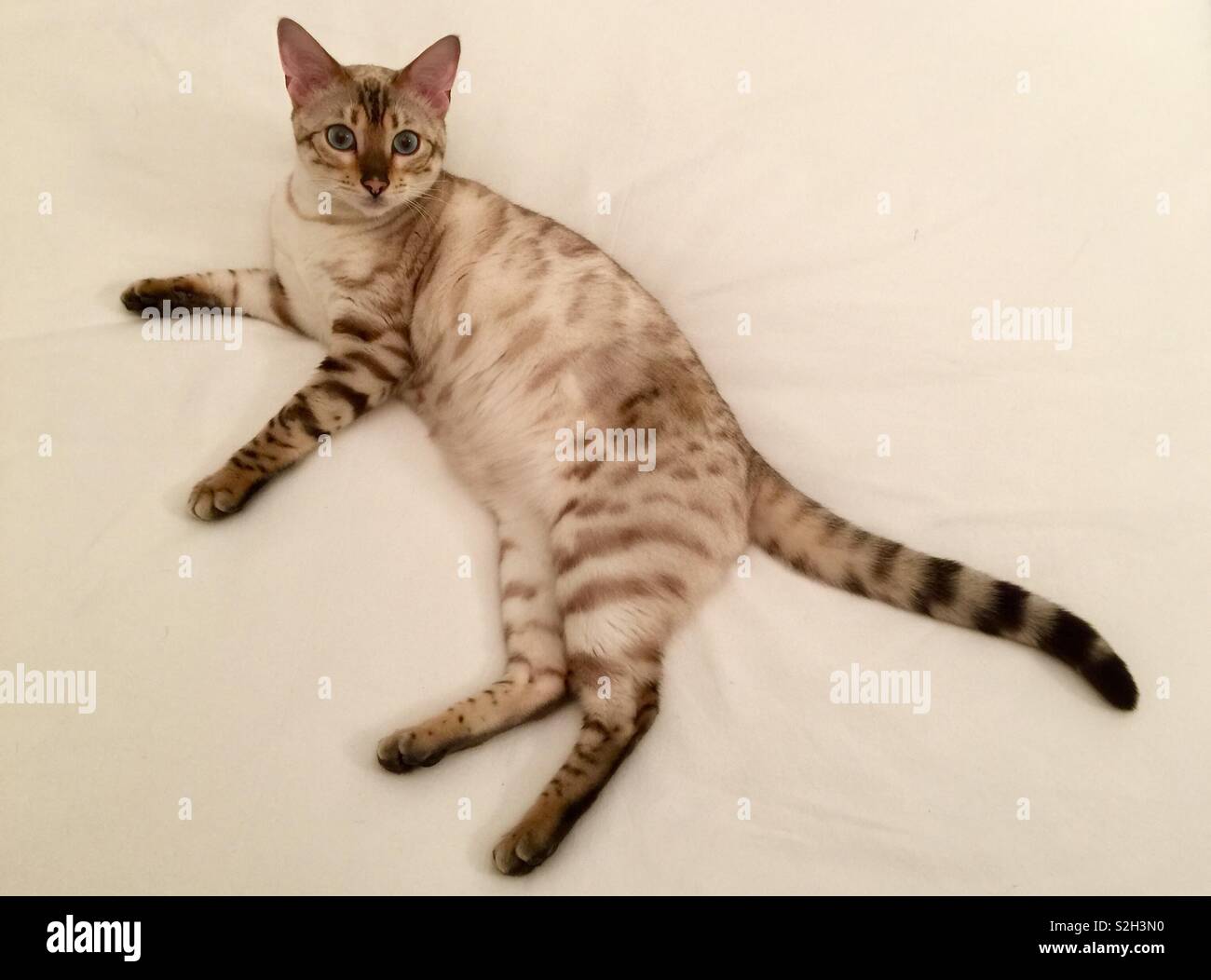 Snow bengal cats hi-res stock photography and images - Alamy