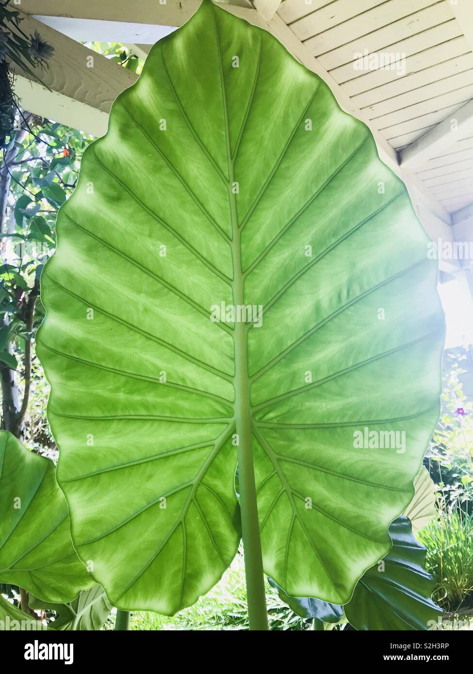 Garden giant hi-res stock photography and images - Alamy
