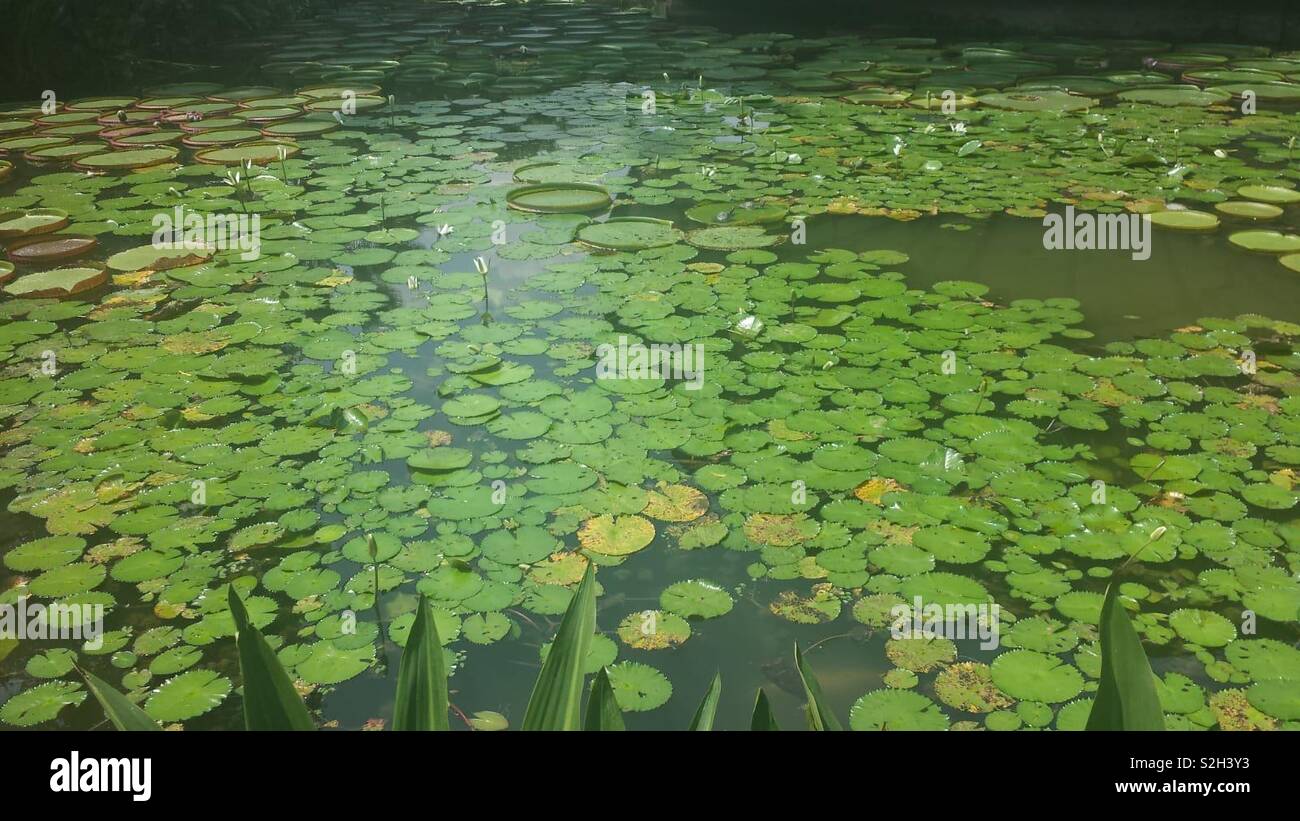 Lillypads hi-res stock photography and images - Alamy
