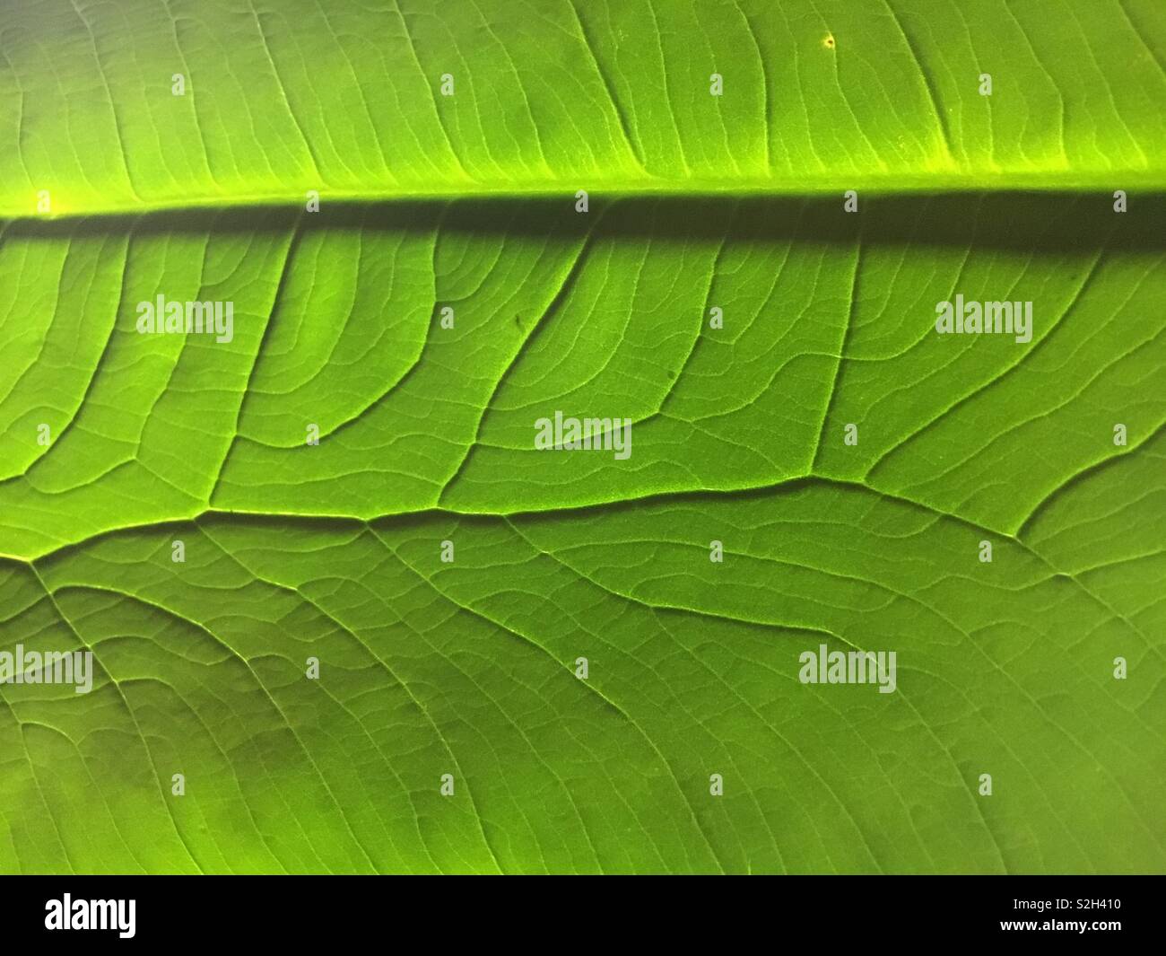 Veins on plant leaf hi-res stock photography and images - Alamy