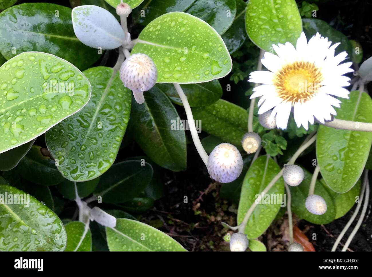The days leaves hi-res stock photography and images - Alamy