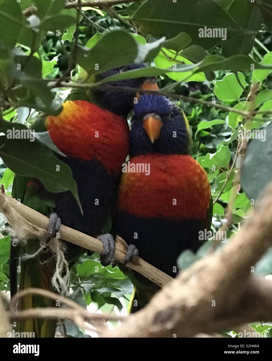 Birds kissing hi-res stock photography and images - Alamy