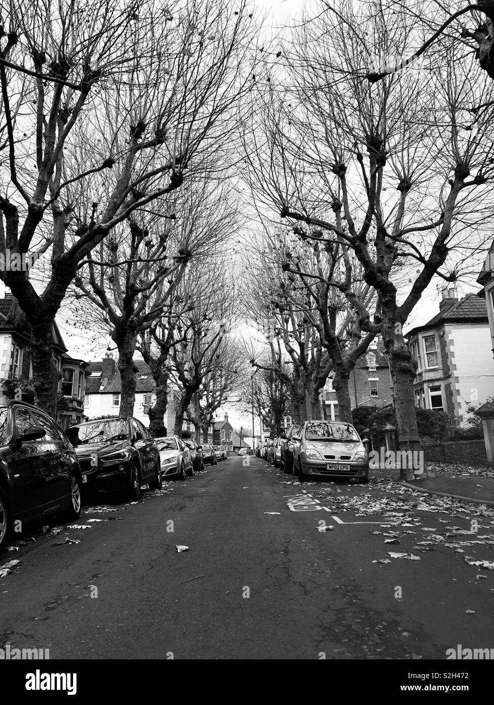 Bristol Street Trees High Resolution Stock Photography and Images - Alamy