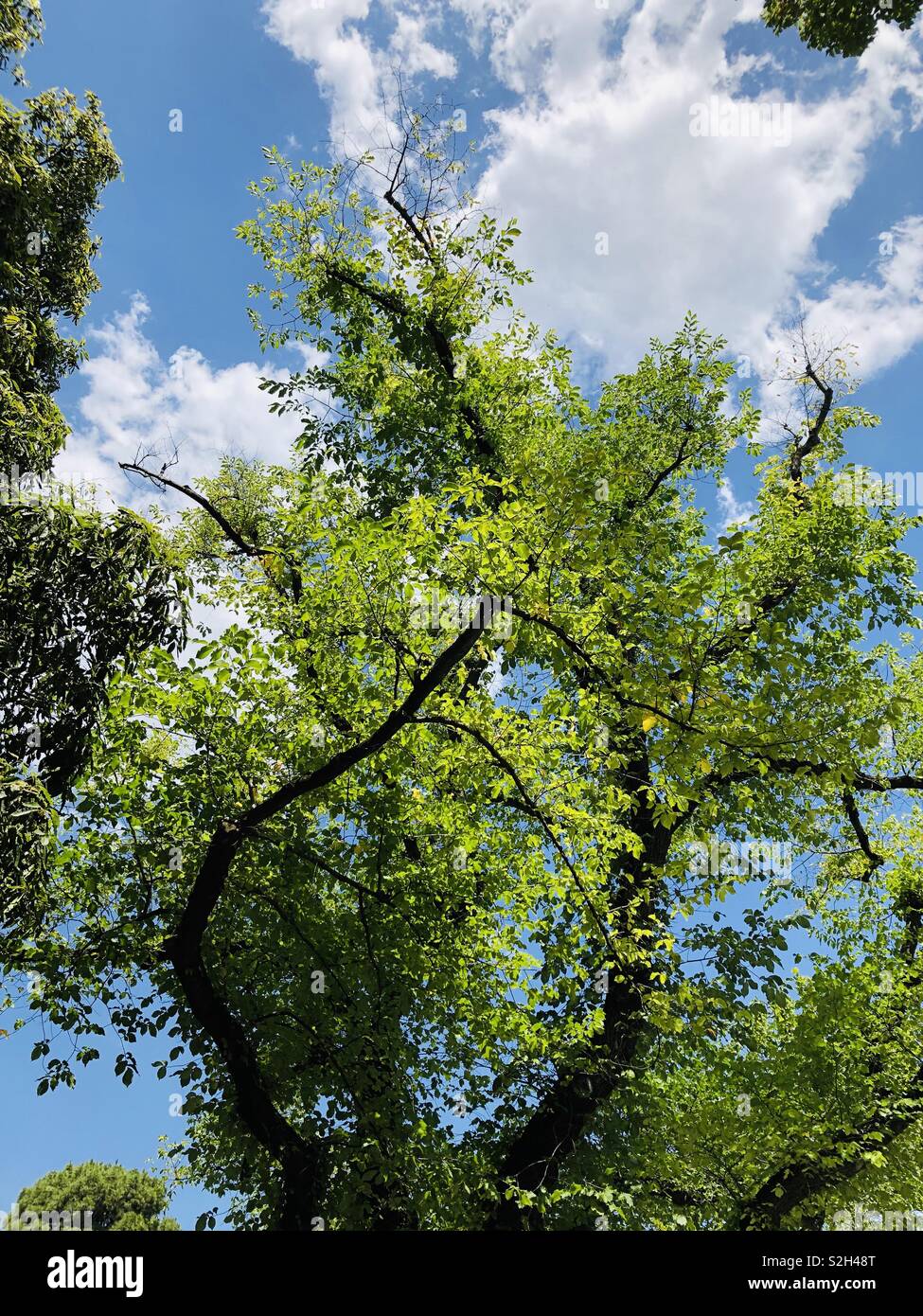 Tree branches and clouds collide Stock Photo - Alamy