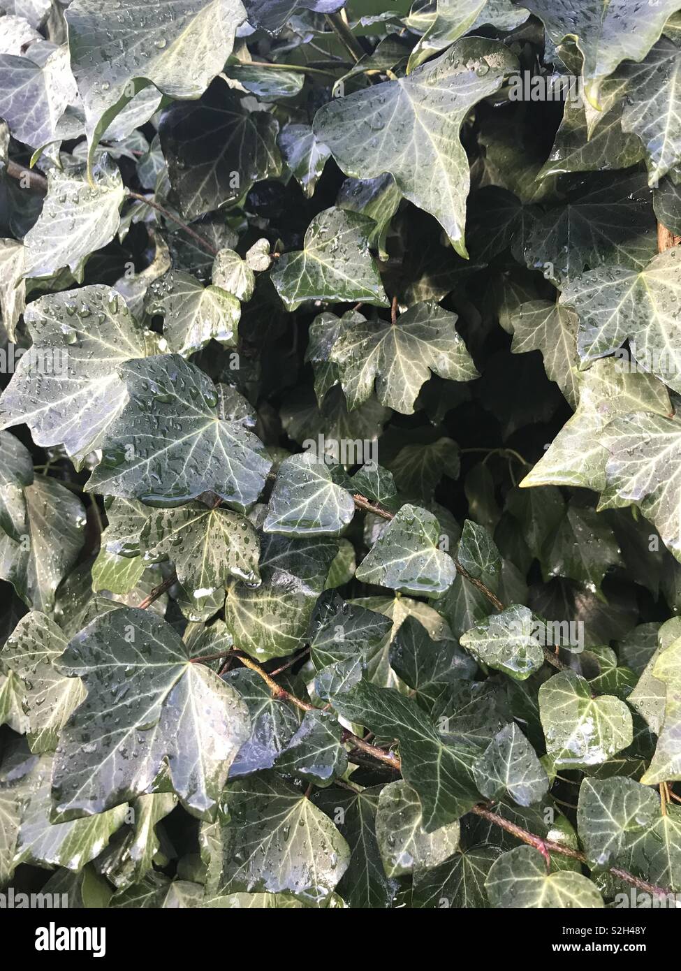Hedera plants hi-res stock photography and images - Alamy