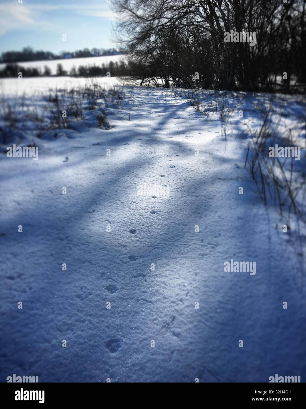 Fox footprints hi-res stock photography and images - Alamy