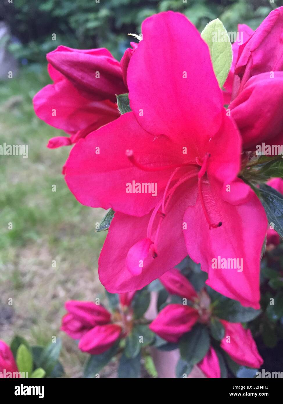 A pink azalea flower Stock Photo - Alamy