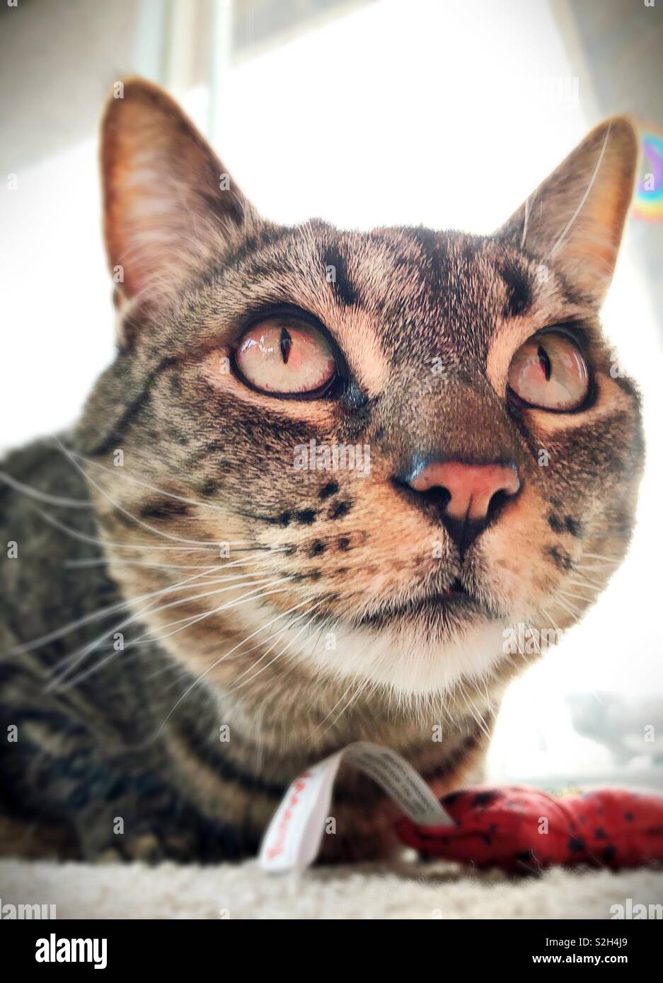 Grey cat face hi-res stock photography and images - Alamy