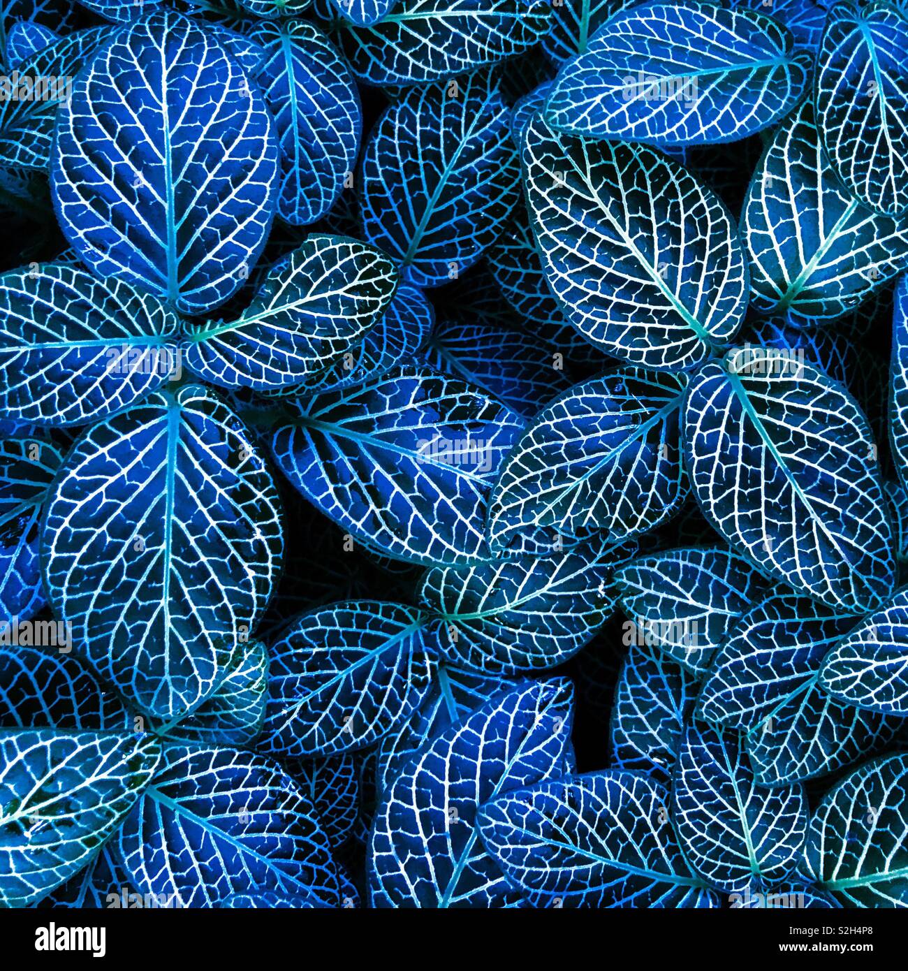 Leaves in shades of blue hi-res stock photography and images - Alamy
