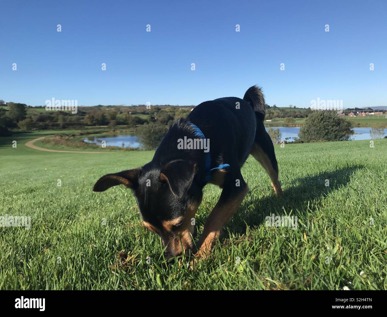Jack Russell digging beside lake Stock Photo - Alamy