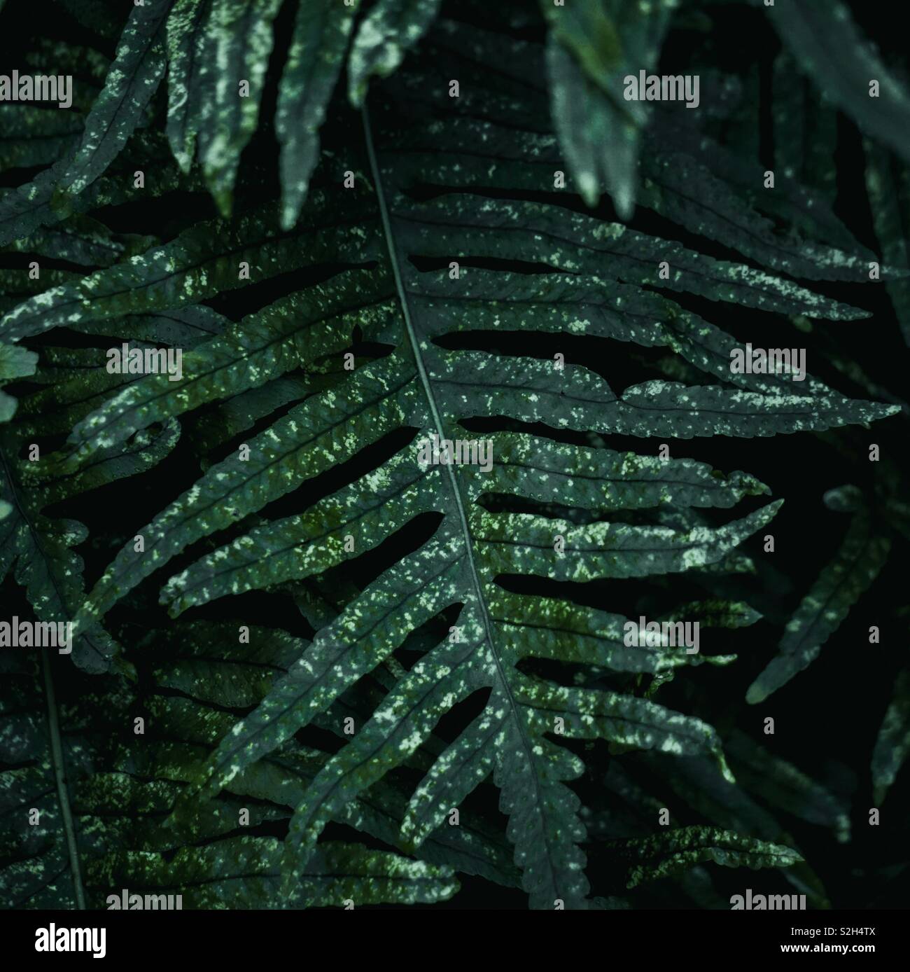 green plant leaves texture Stock Photo - Alamy