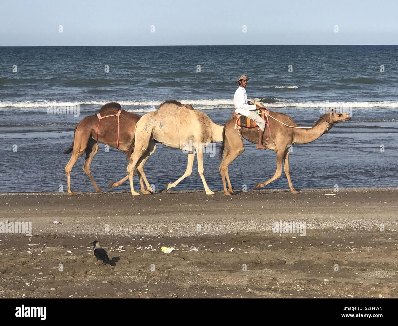 Three camels hi-res stock photography and images - Alamy
