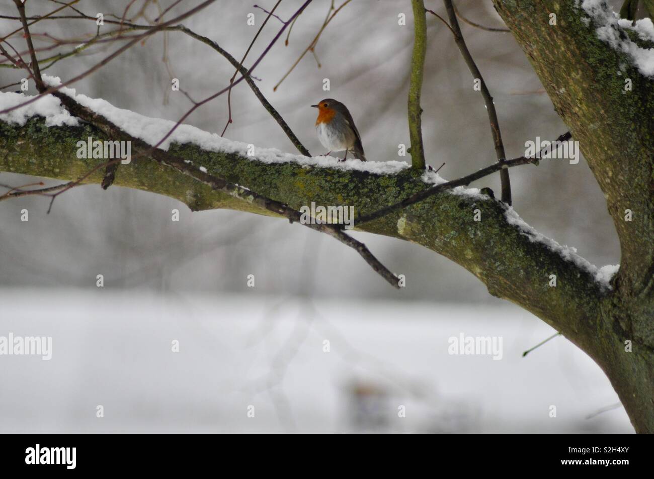Little Robin High Resolution Stock Photography and Images - Alamy