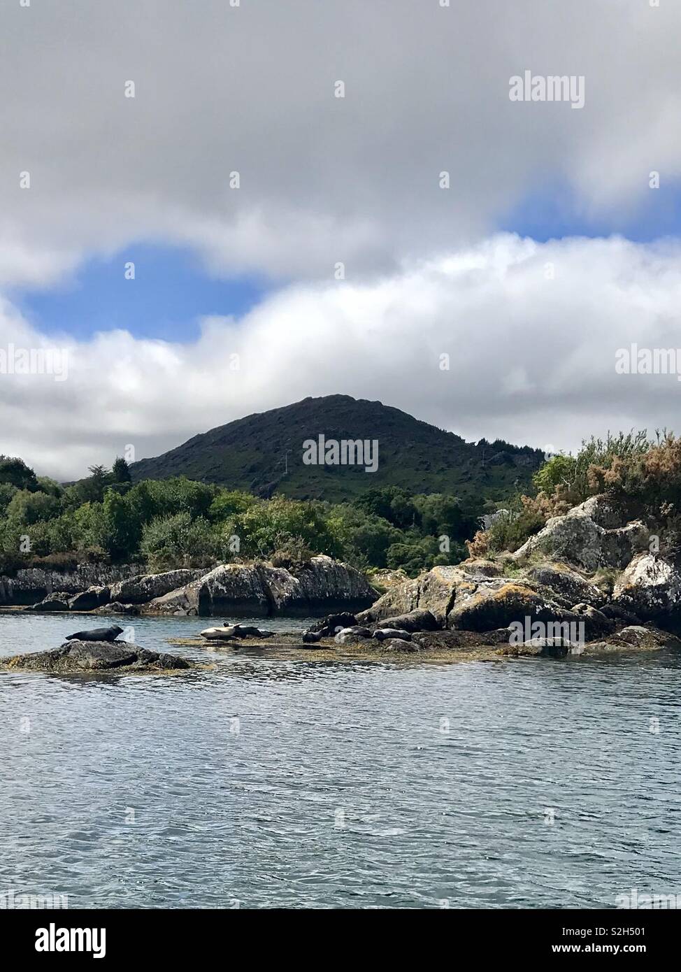 Irish seals hi-res stock photography and images - Alamy