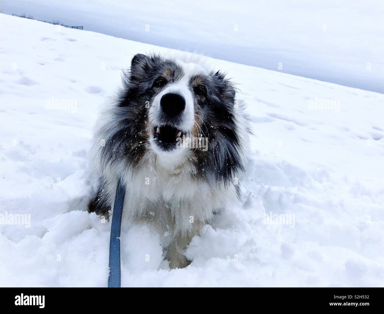 Sheltie Happy in the snow!! Stock Photo - Alamy