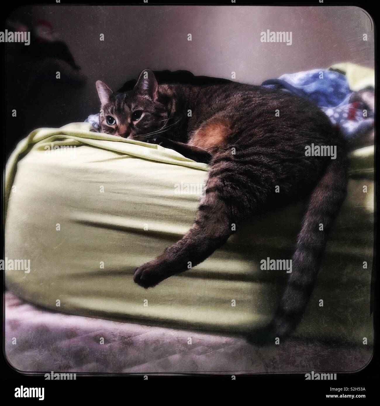 My lazy and very comfortable cat Stock Photo - Alamy