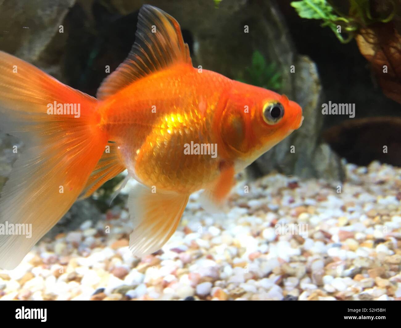 Fantail fish hi-res stock photography and images - Alamy