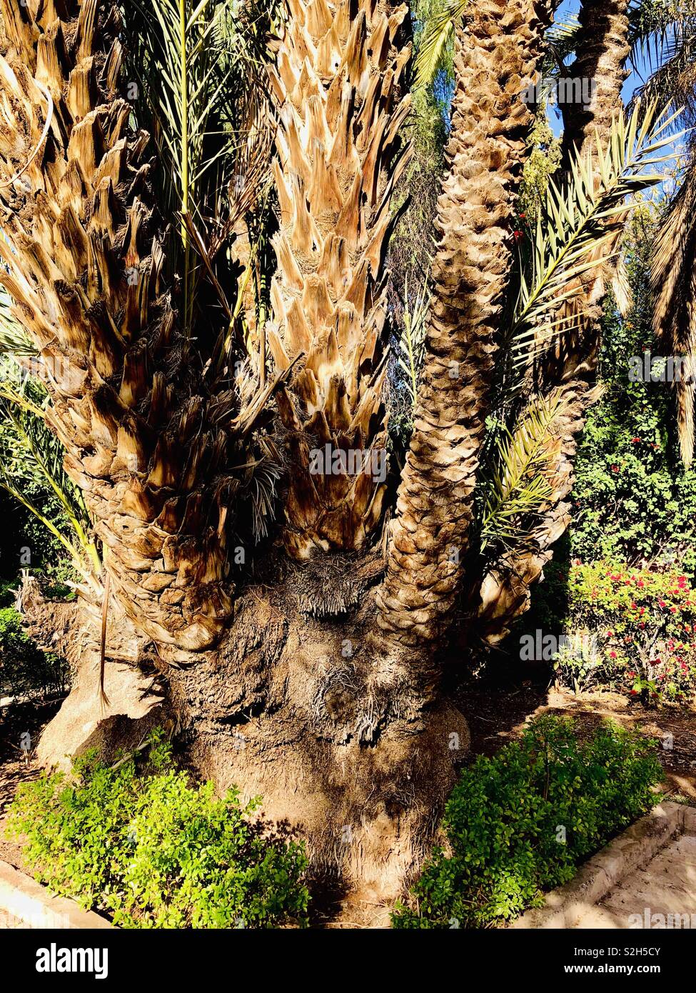 Moroccan palm tree hi-res stock photography and images - Alamy