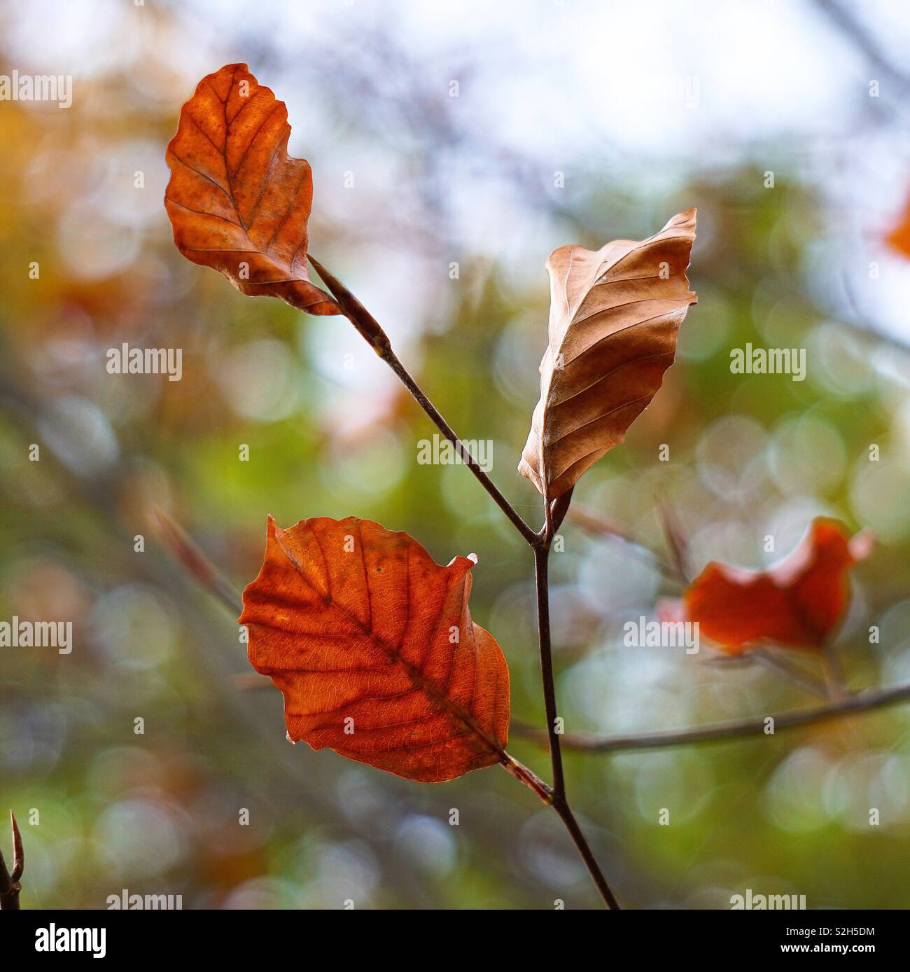 Brown leaves texture hi-res stock photography and images - Alamy