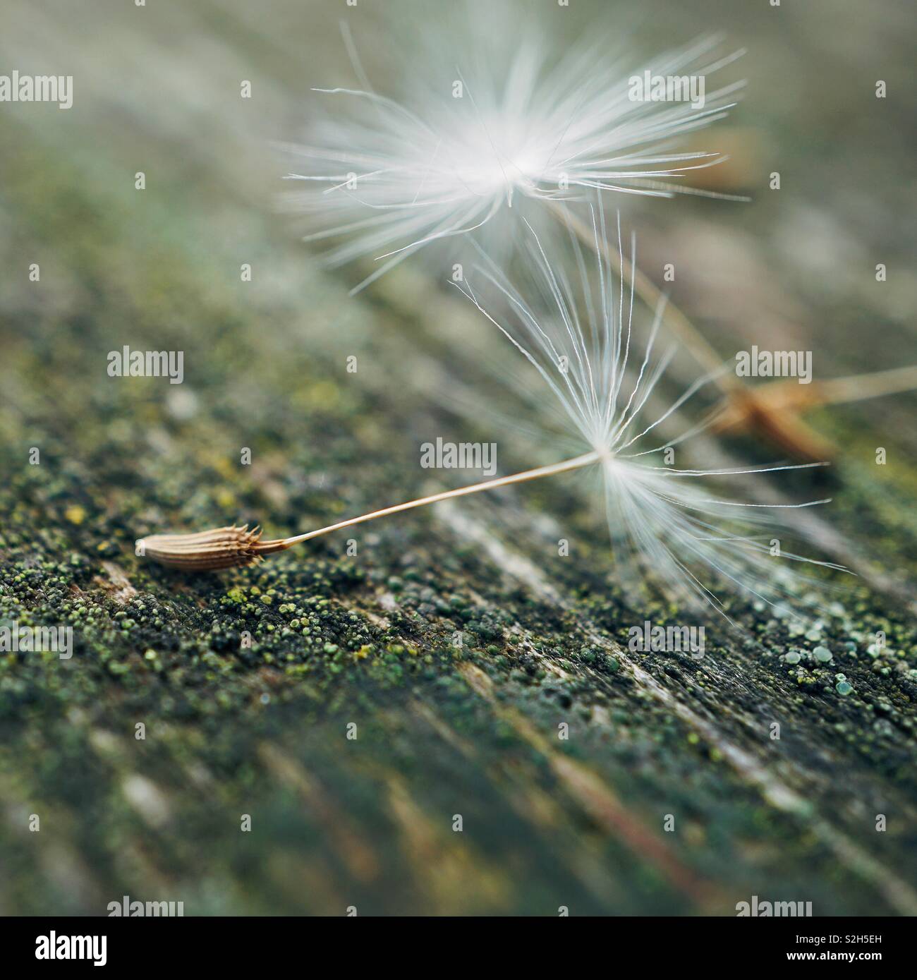 dandelion flower seed Stock Photo - Alamy