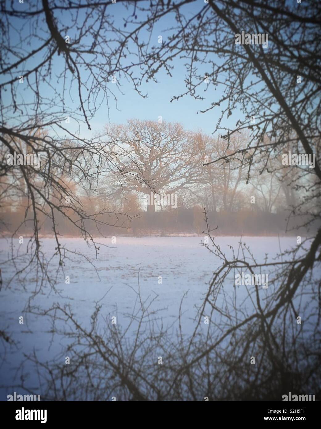 Winter oak tree Stock Photo - Alamy