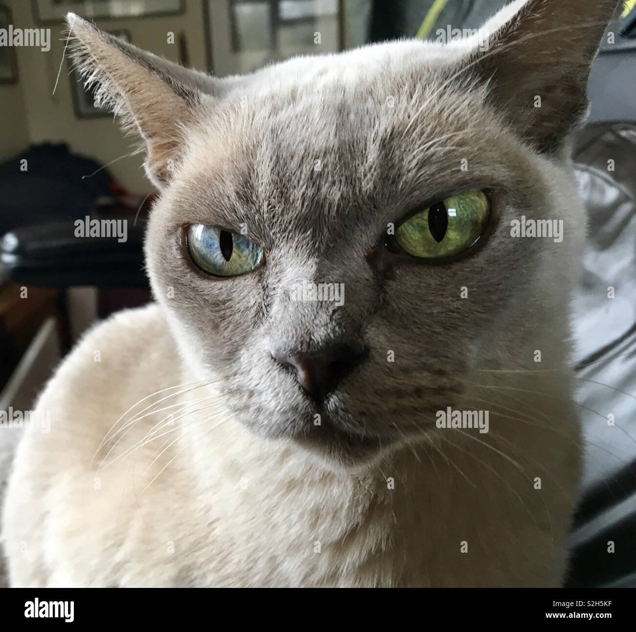 Blue burmese cat hi-res stock photography and images - Alamy