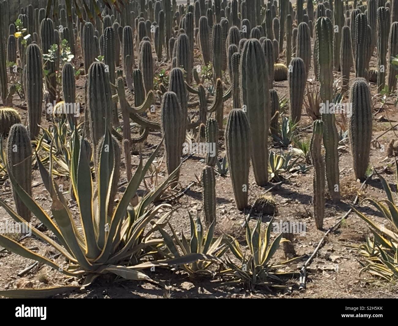 Lots of cacti Stock Photo - Alamy