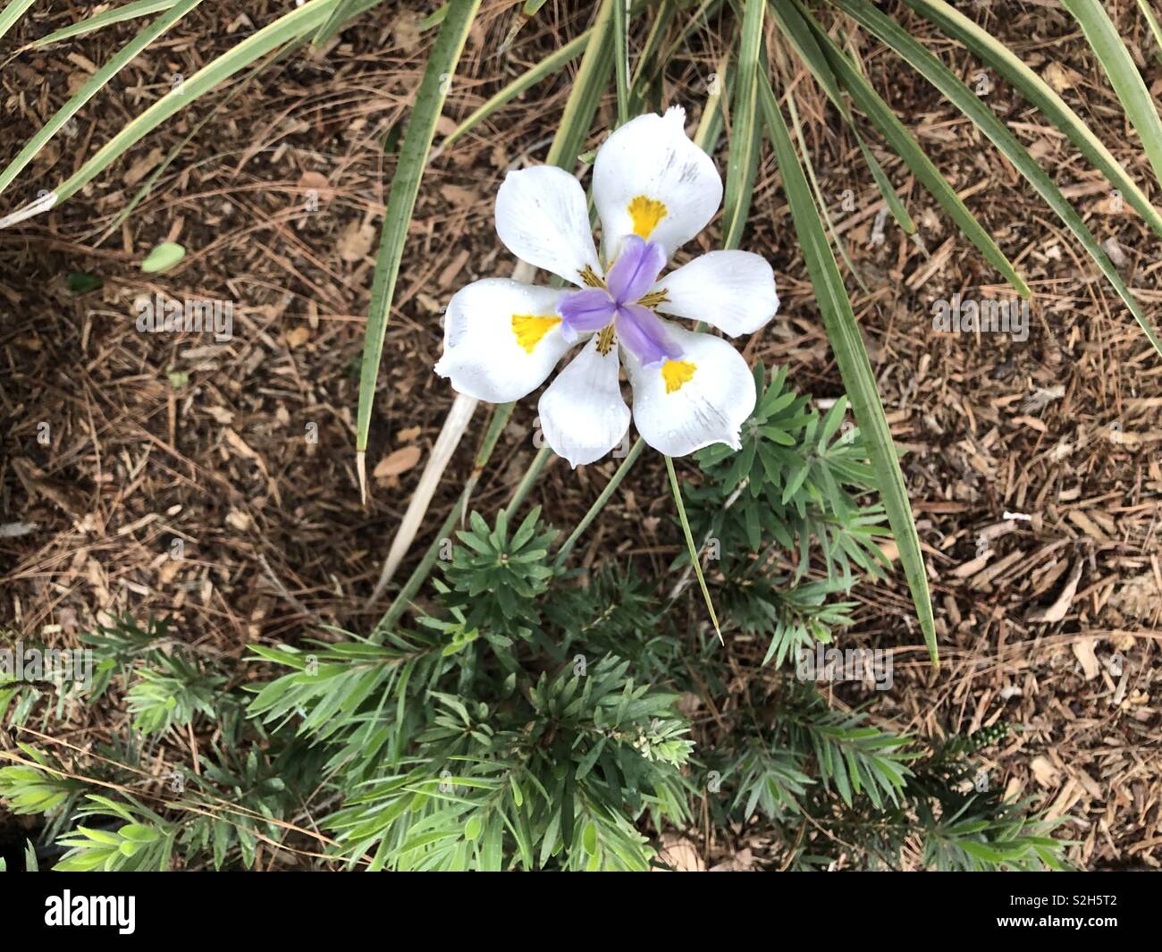 City Flower Power Stock Photo - Alamy