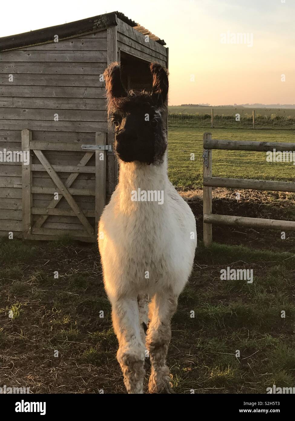 Black Llama High Resolution Stock Photography and Images - Alamy