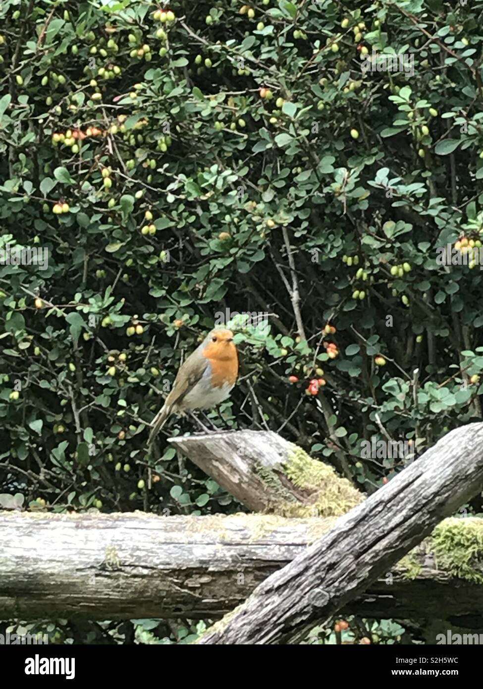 Beautiful robin hi-res stock photography and images - Alamy