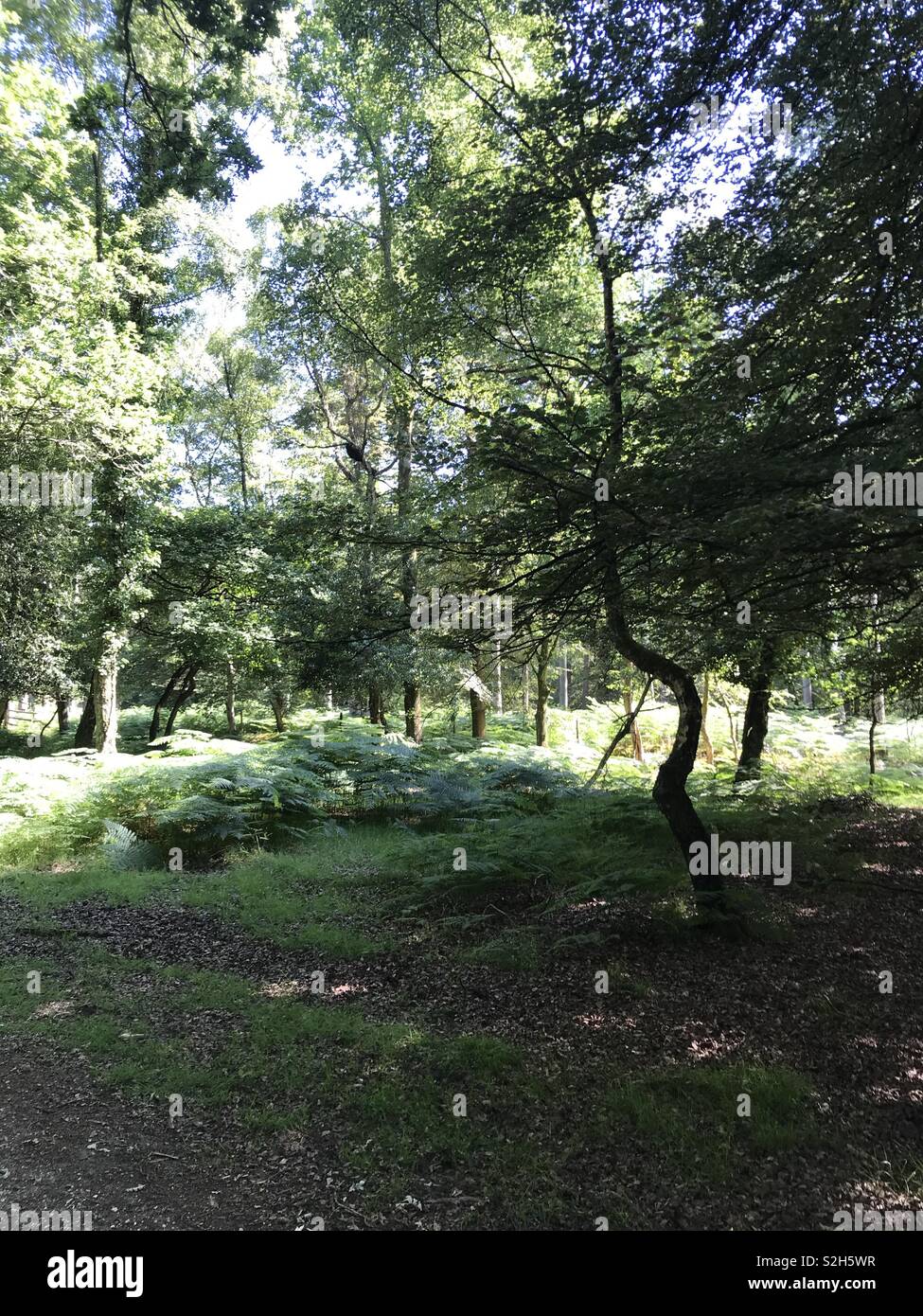 Beautiful woodland in the New Forest Stock Photo - Alamy