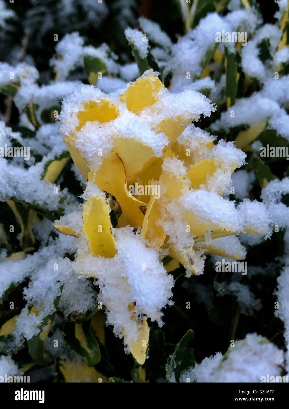A snow-covered yellow flower in Southeast Cornwall Stock Photo - Alamy