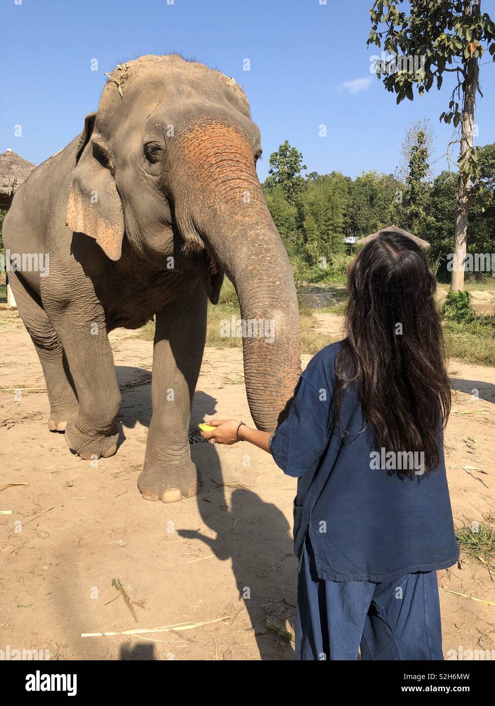 Elephants are our friends Stock Photo - Alamy