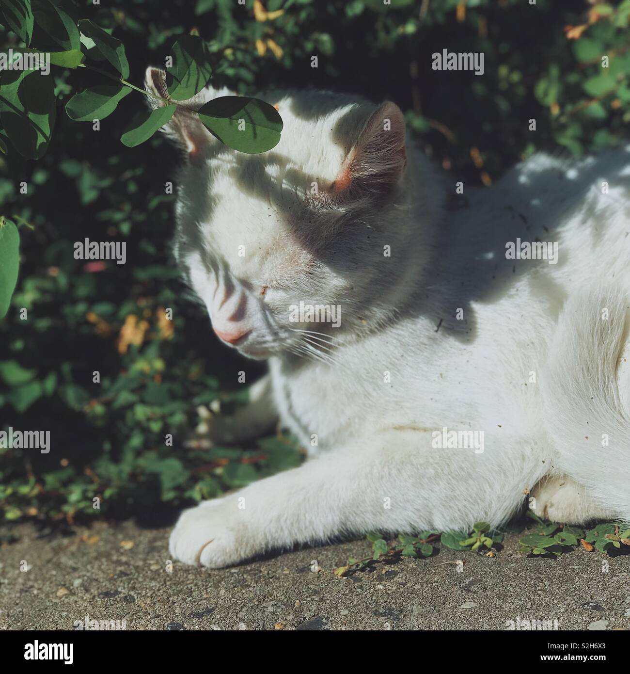 White cat sunbathing Stock Photo - Alamy