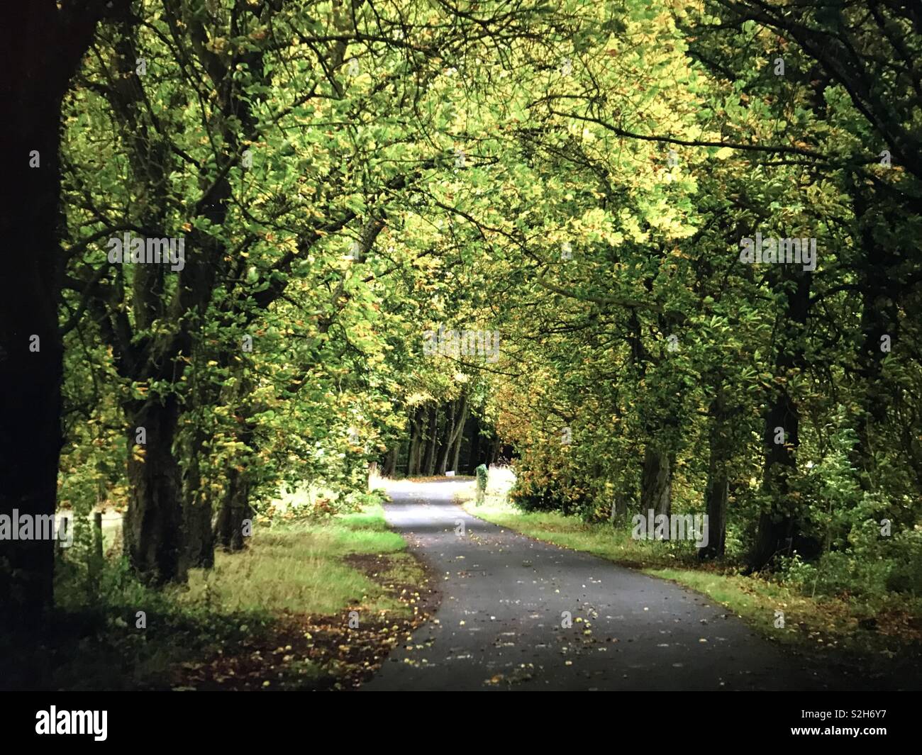 A tunnel of trees arching over a private Road Stock Photo - Alamy