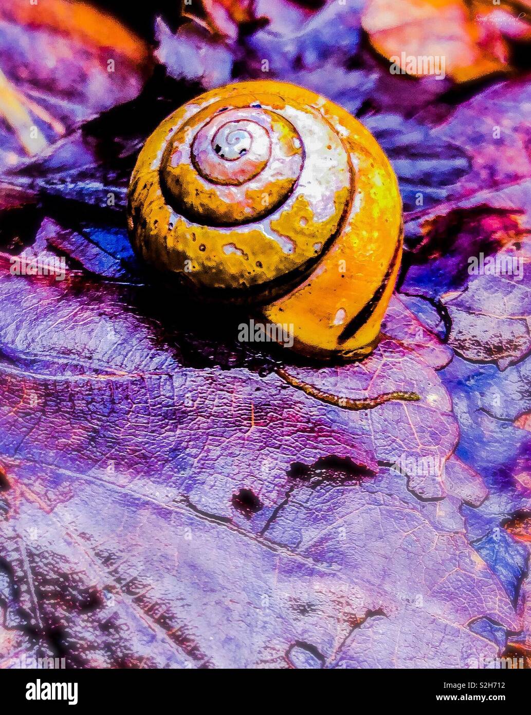 Shiny shell hi-res stock photography and images - Alamy