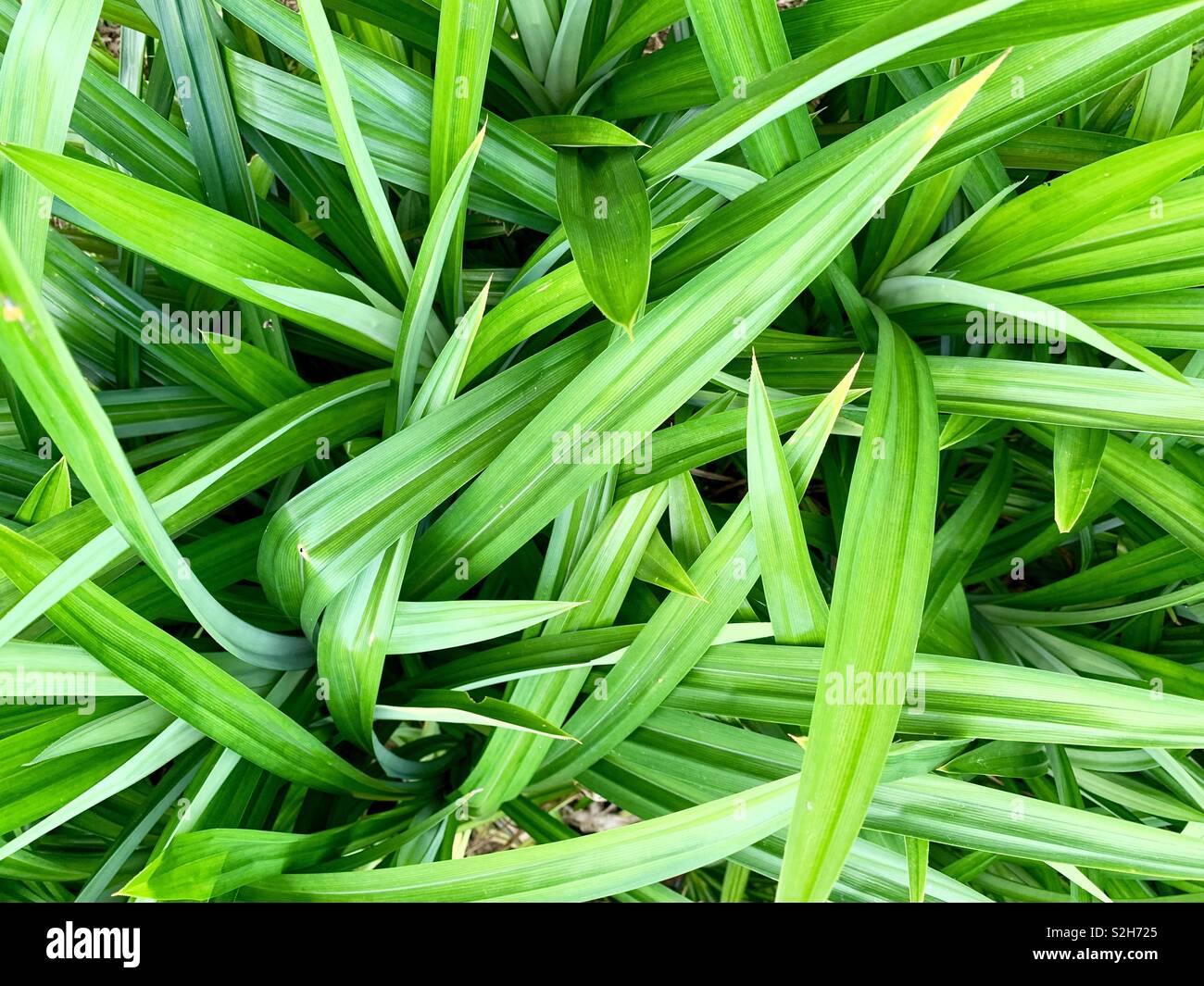 Pandanus Palm High Resolution Stock Photography and Images - Alamy