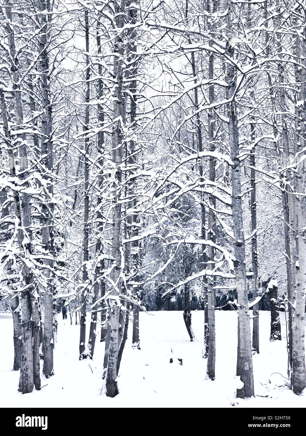 Aspen trees snow hi-res stock photography and images - Alamy