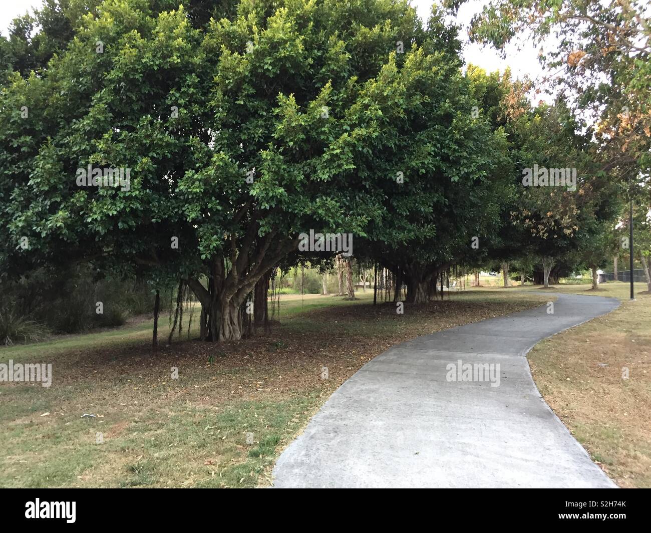 2 huge fig trees on my walk on winding pathway Stock Photo - Alamy