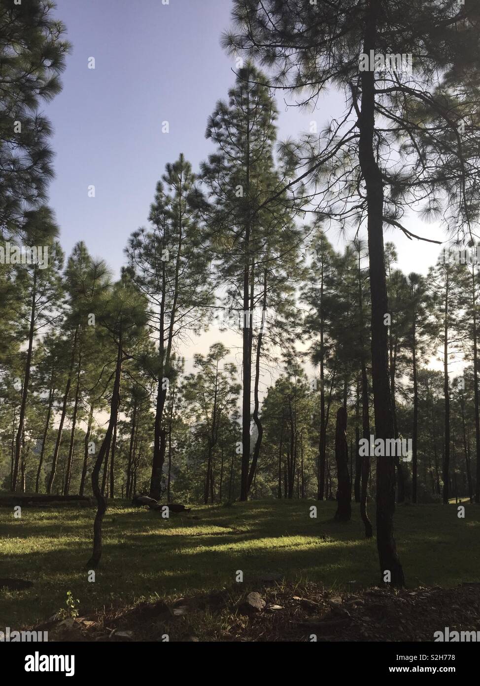 Pine tree forest Stock Photo - Alamy