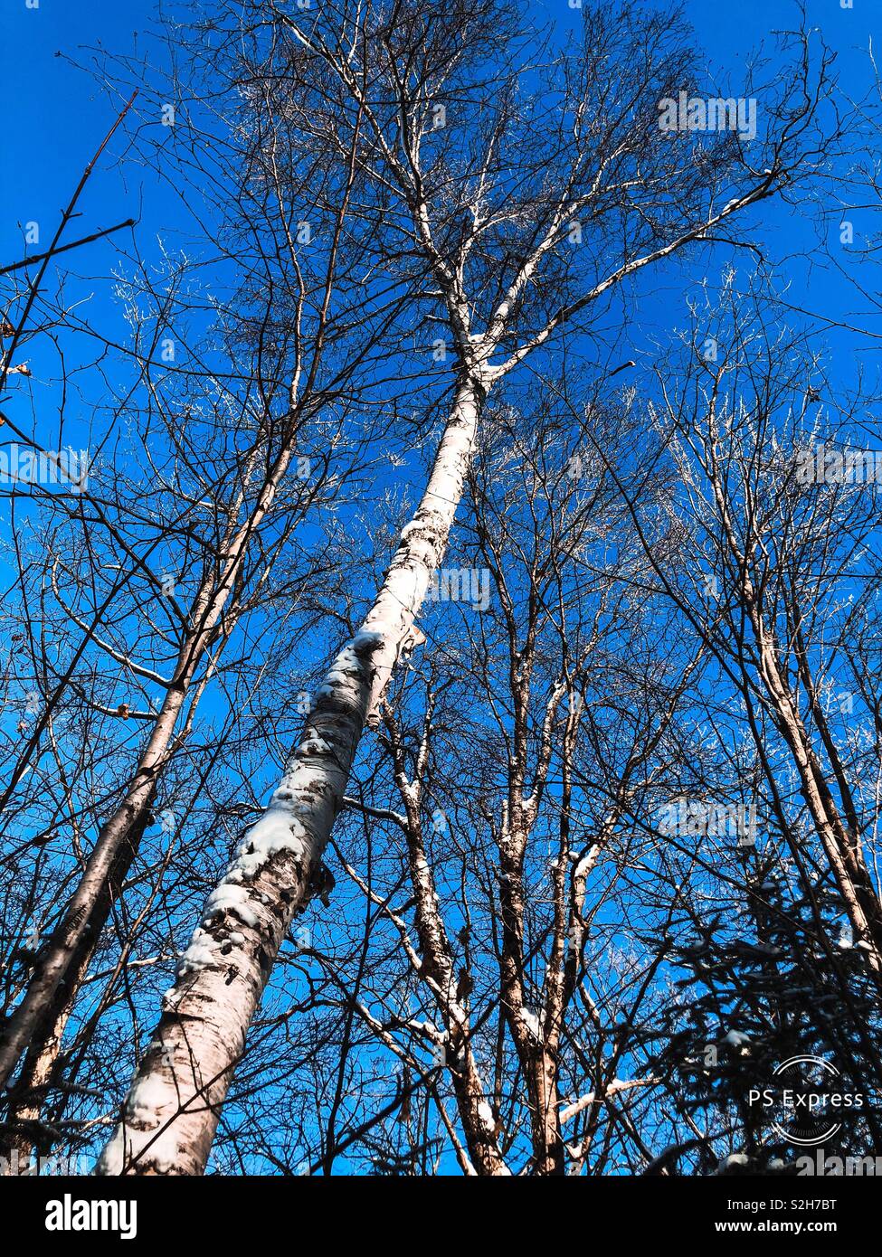 A big birch tree in the winter in Northern Ontario Stock Photo - Alamy