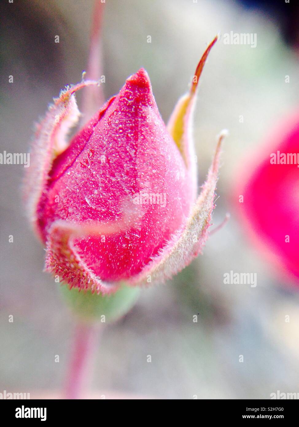 Closed red rose hi-res stock photography and images - Alamy