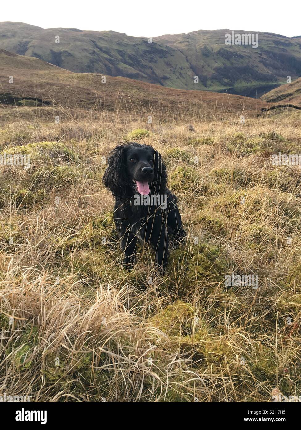 Working Cocker Spaniel High Resolution Stock Photography and Images - Alamy