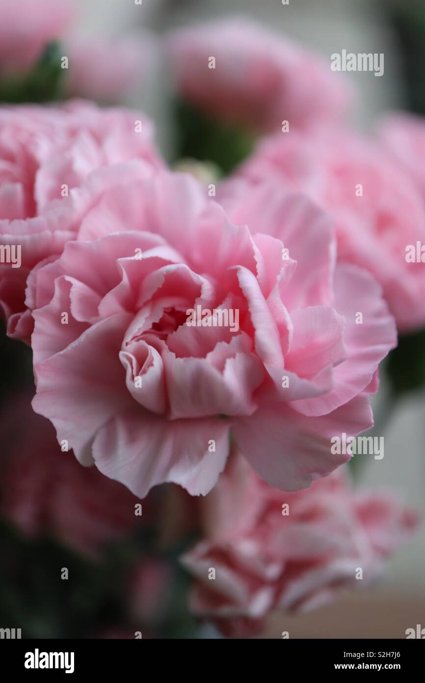 Pink Carnation Close-Up Stock Photo - Alamy